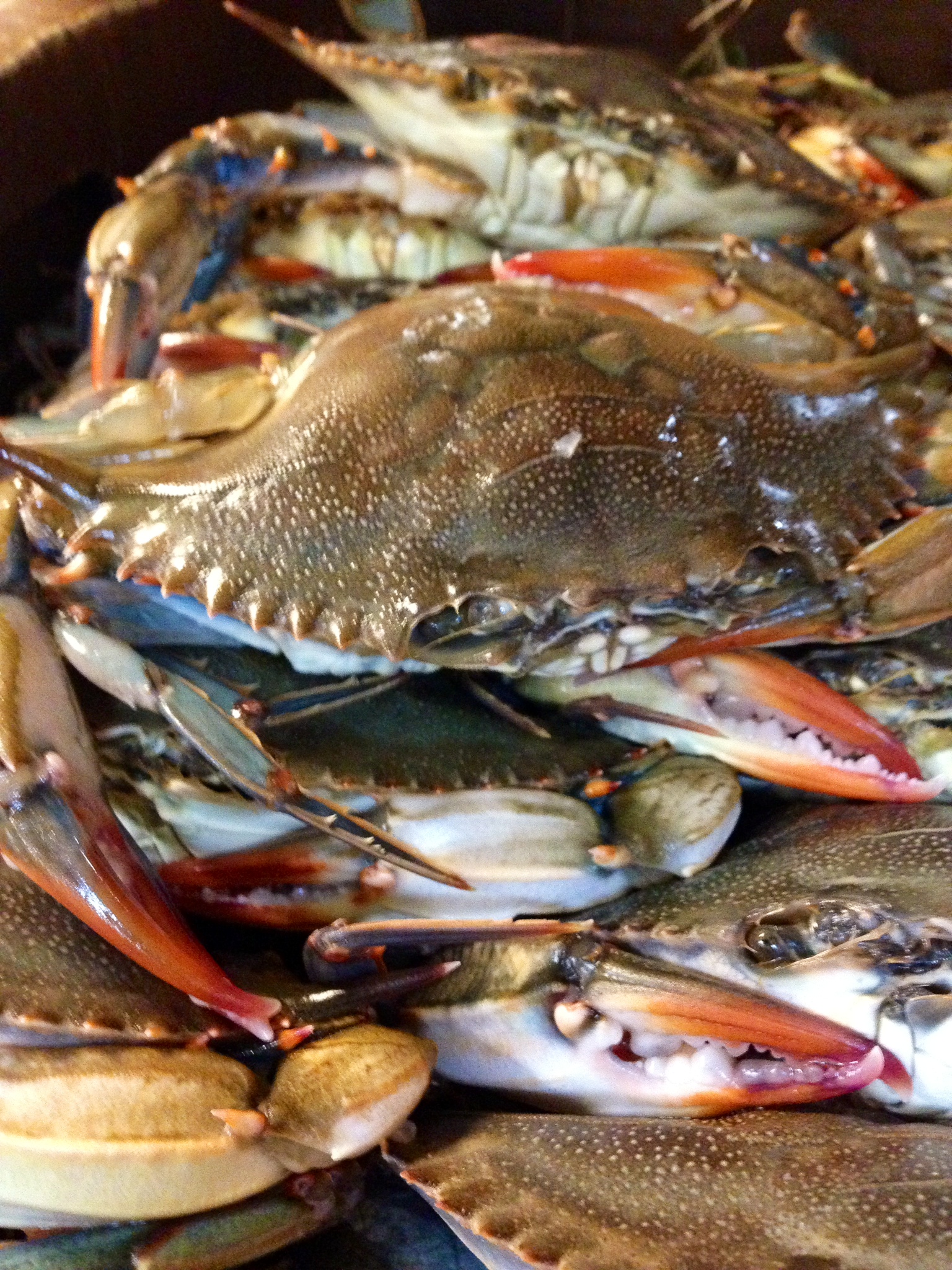 Soft Shell Crabs Are Back! | Mr. Friendly's